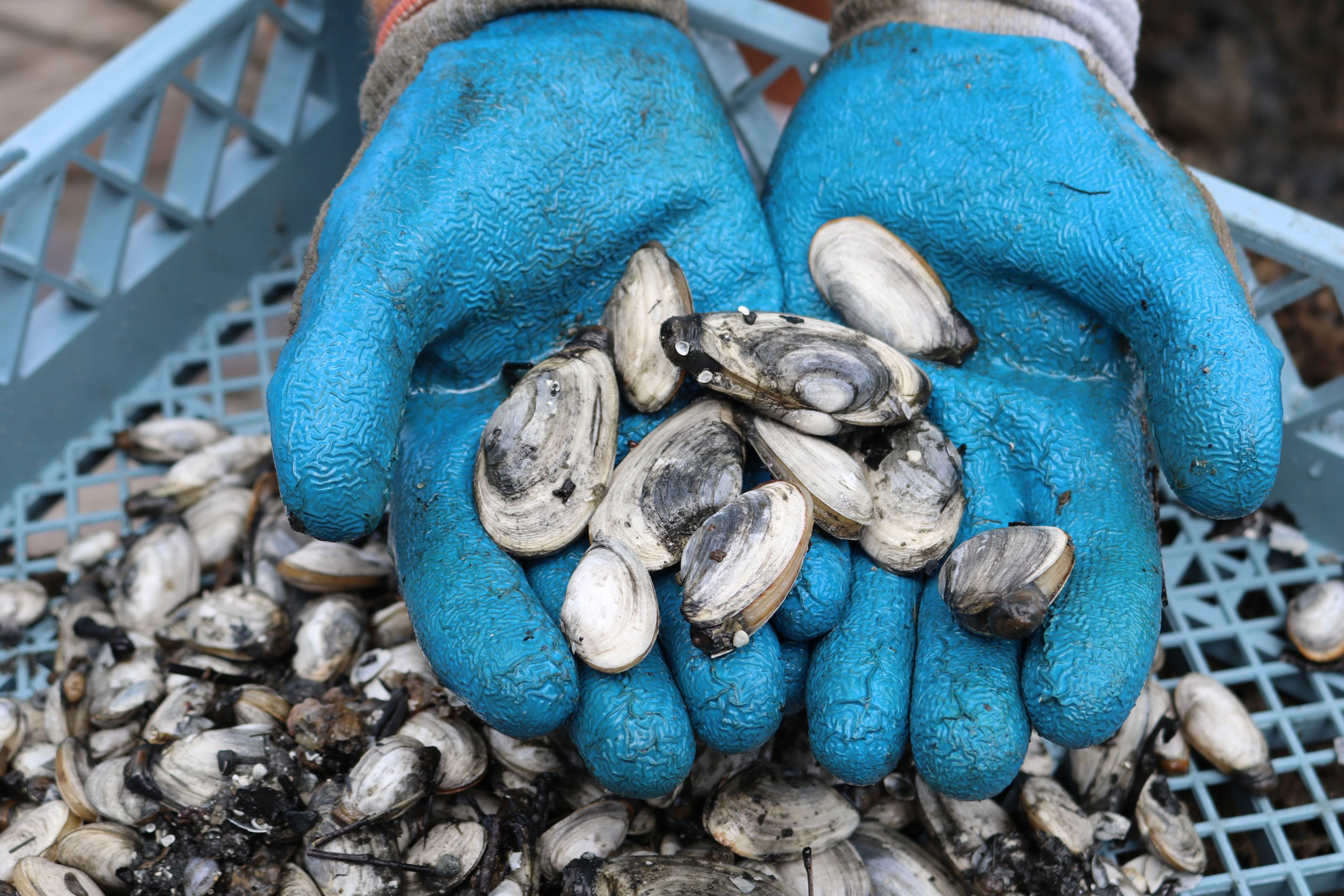 Morgan State’s PEARL Awarded State/Federal Funding to Advance Soft ...